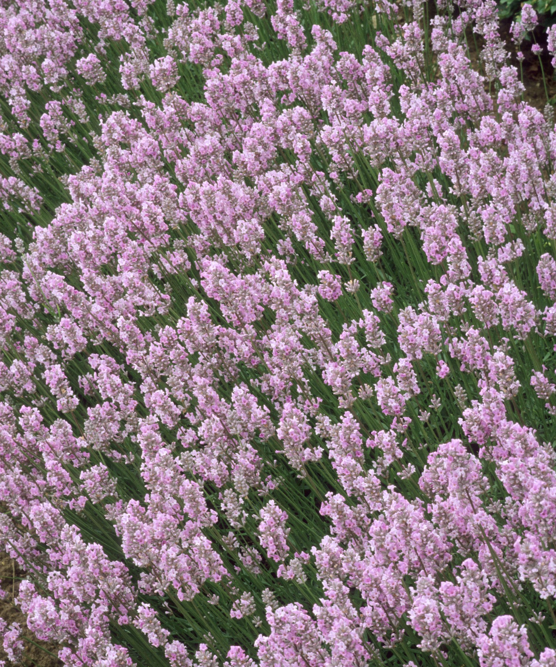 Best lavender varieties: 14 fragrant picks for every garden | Homes and ...