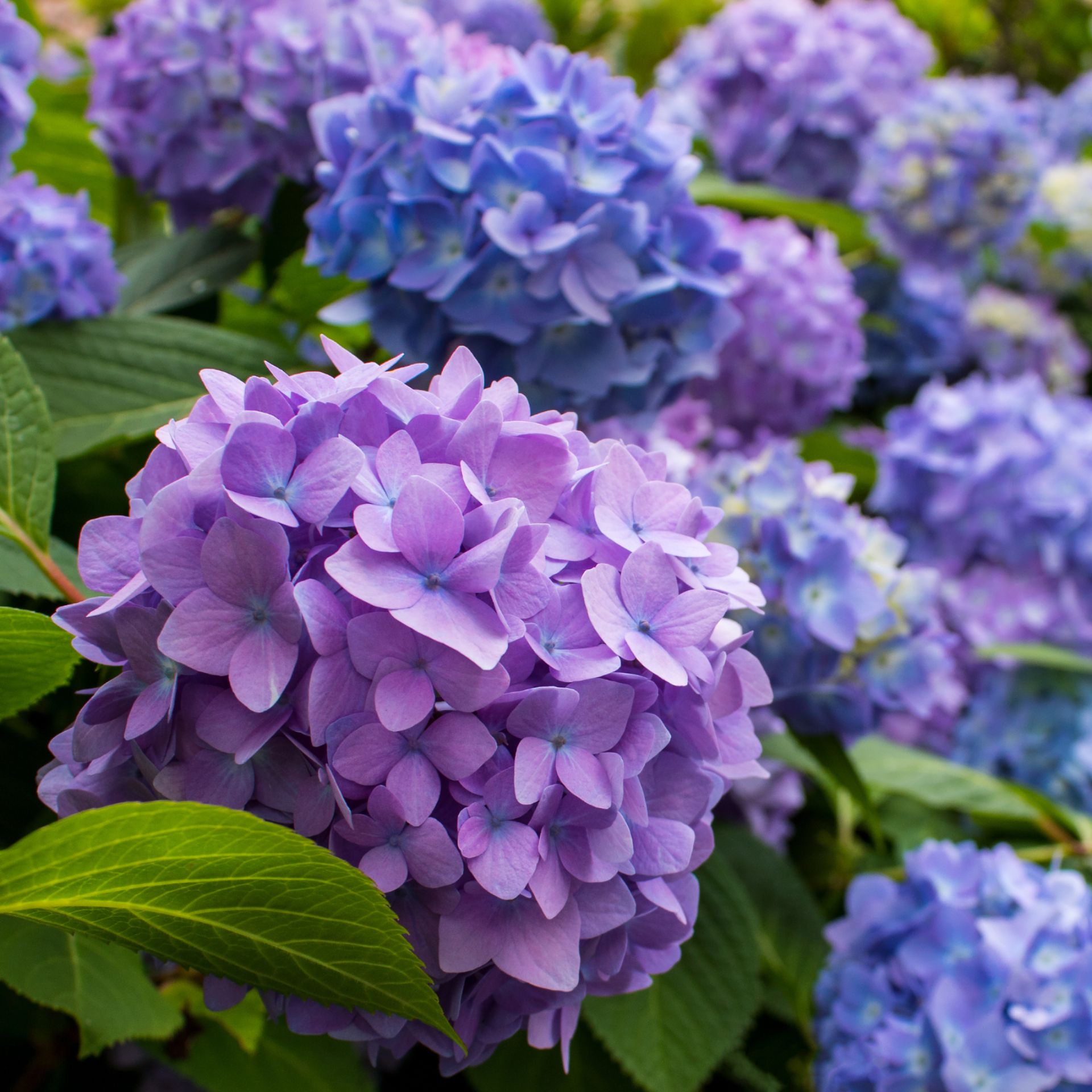 How to deadhead hydrangeas for perky, healthy plants | Ideal Home