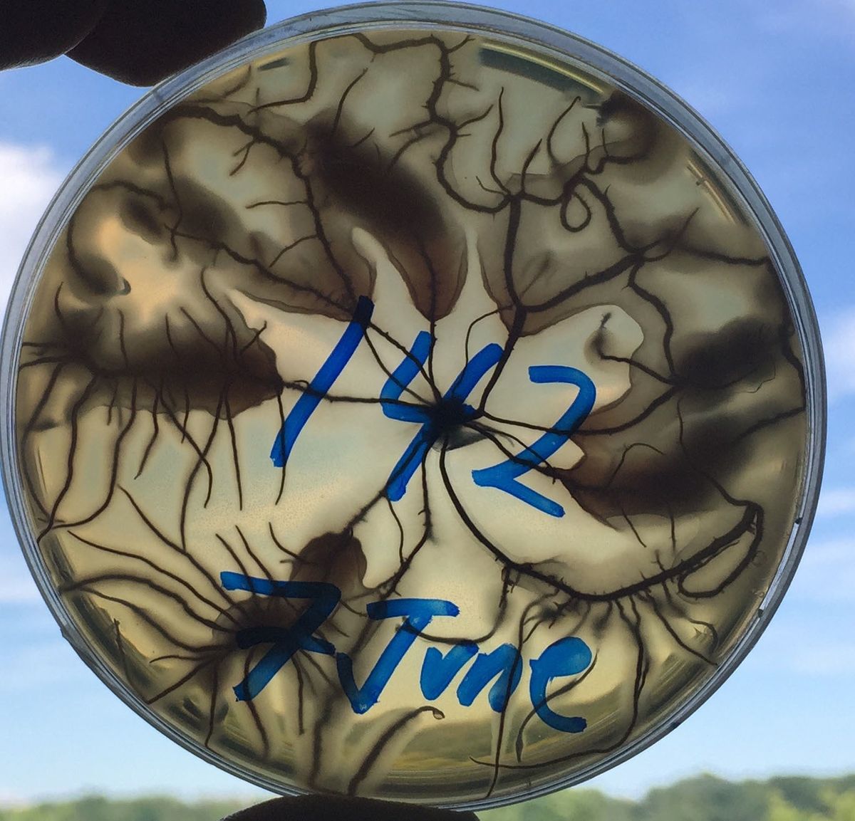 This Humongous Fungus Has Been Around Since the Birth of Socrates ...