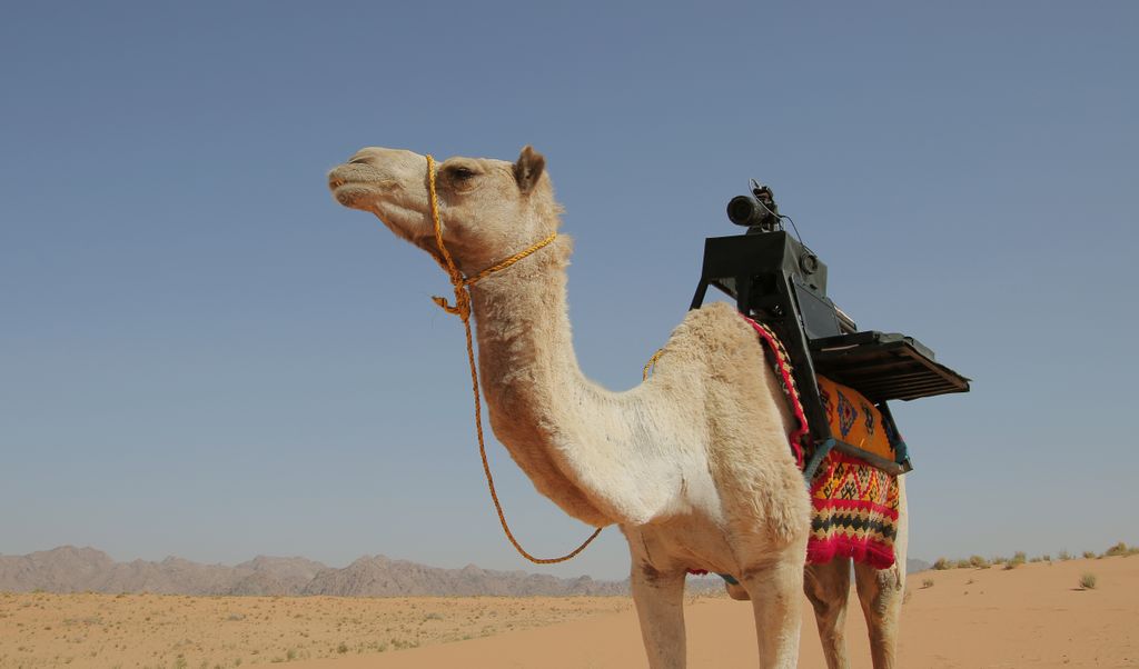 The world's first content creating... camel! | Digital Camera World