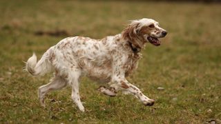 English Setter: Breed profile and information | PetsRadar