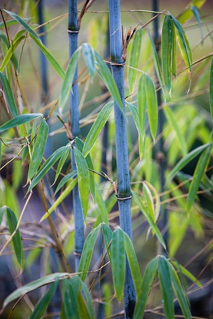 The dazzling colours of bamboo – yes, bamboo – which can steal your ...