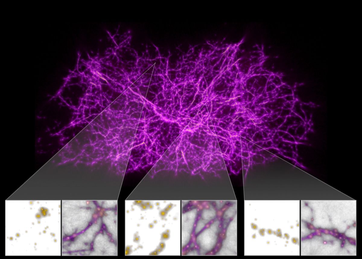 Slime mold models help astronomers map filaments of the cosmic web | Space
