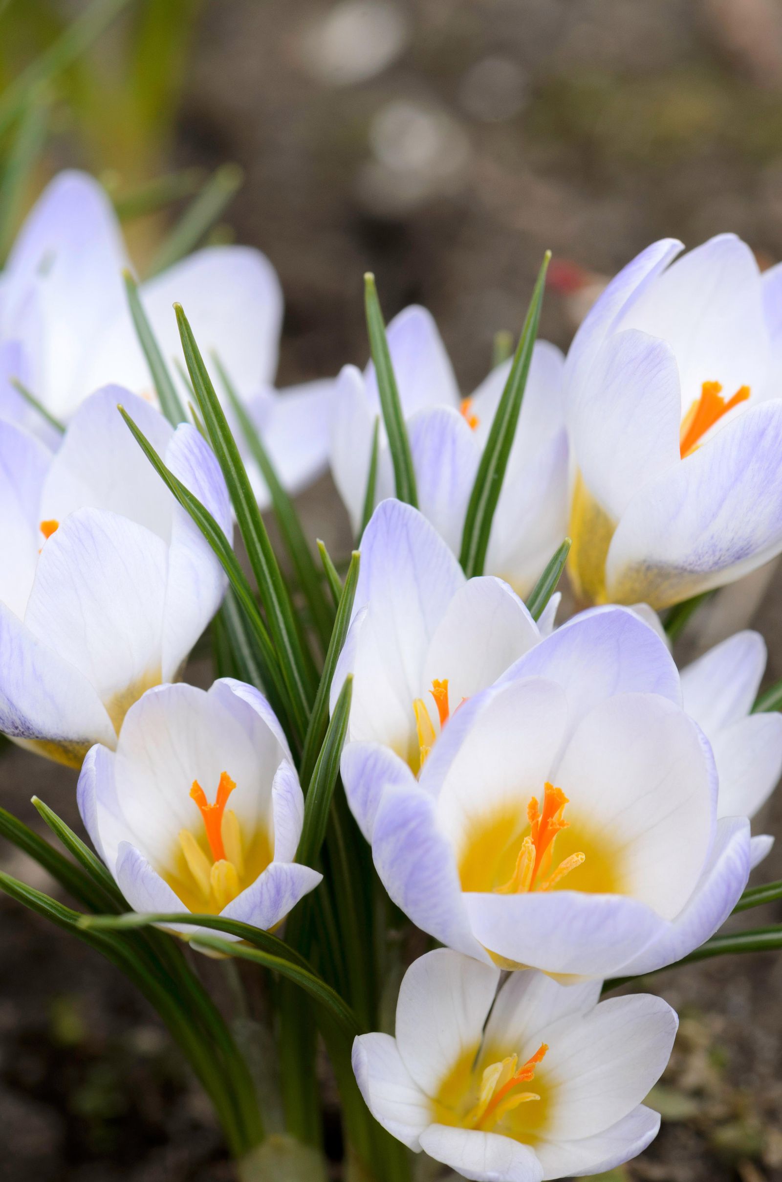 When and how to plant crocus bulbs for colourful spring displays ...