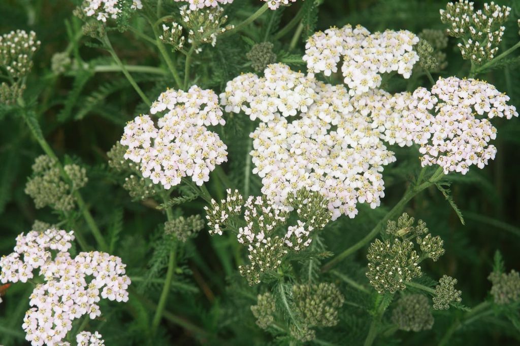 Yarrow Trimming Guide: Learn How To Prune Yarrow Plants | Gardening ...