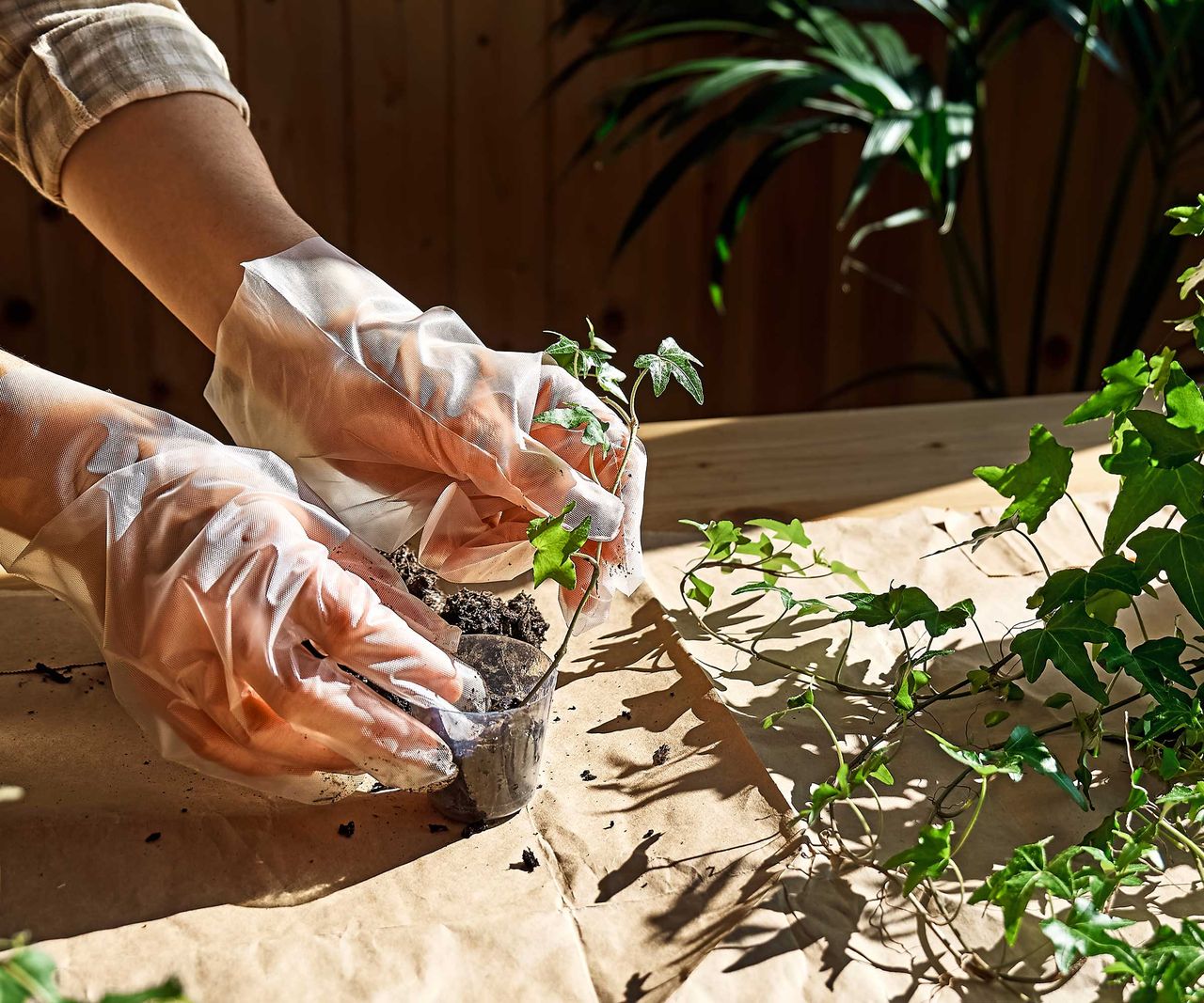 How to grow ivy from cuttings: easy propagation tips | Homes and Gardens