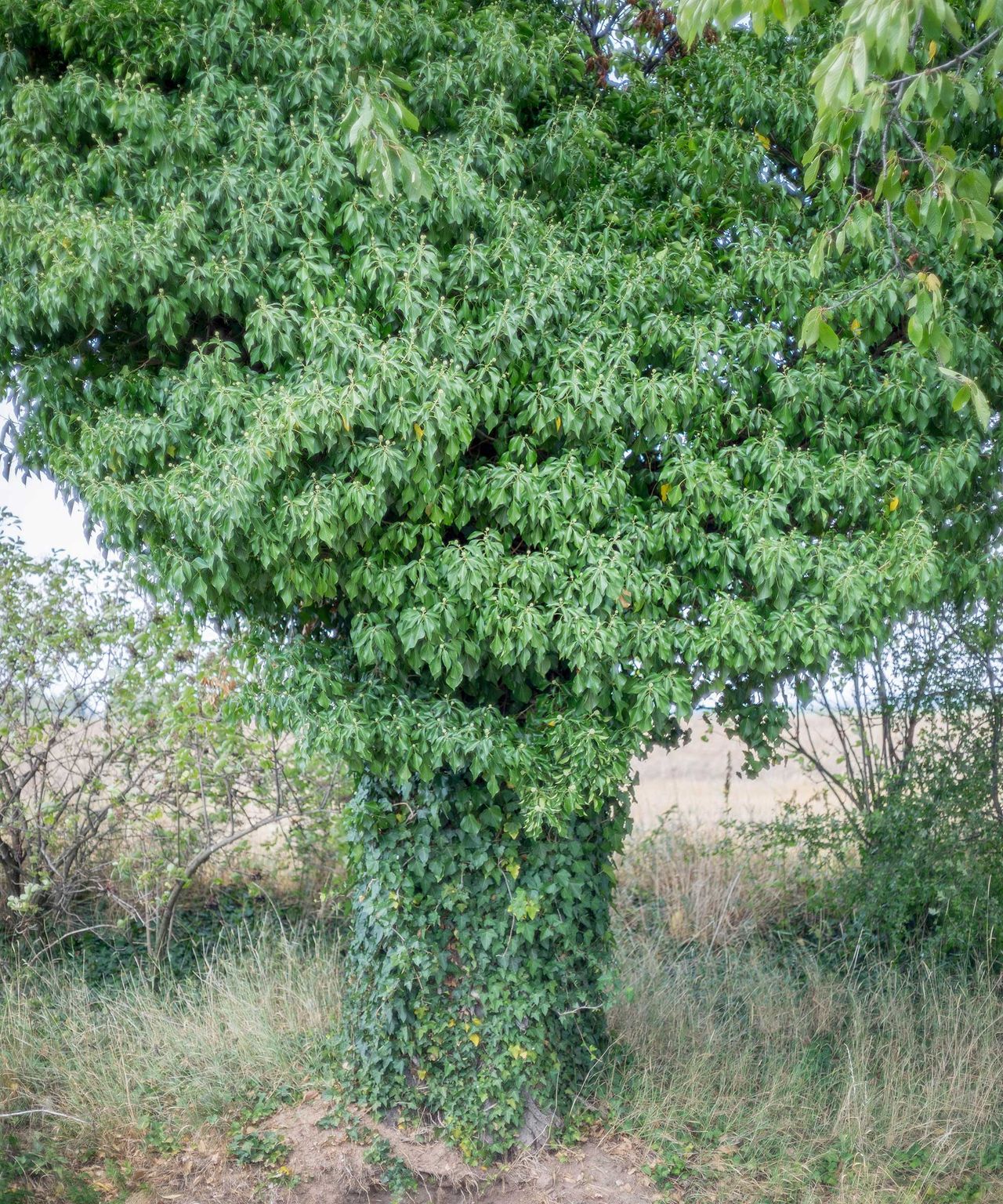 Ivy care and growing guide: tips for these climbing vines | Gardeningetc