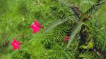 How to grow the firecracker plant: tips for more flowers | Homes and ...