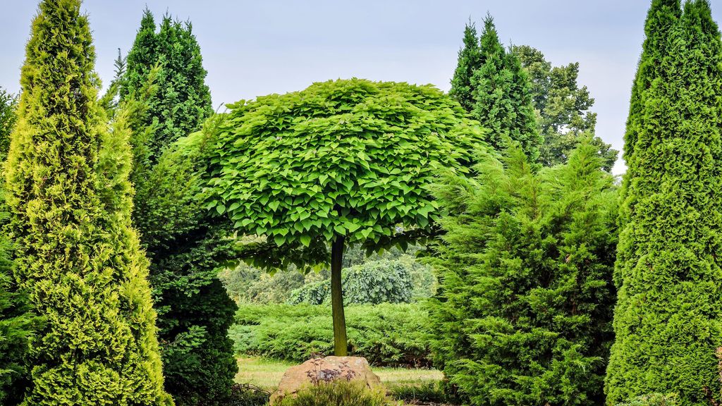 Best evergreen trees: 17 ways to add color and structure | Gardeningetc