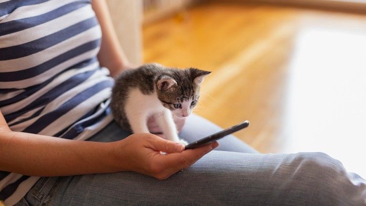 5 top cat apps – play with your cat on your phone or tablet | PetsRadar
