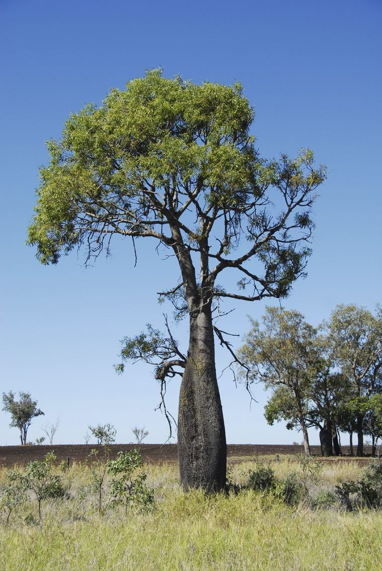 Australian Bottle Tree Info - Learn About Kurrajong Bottle Trees ...