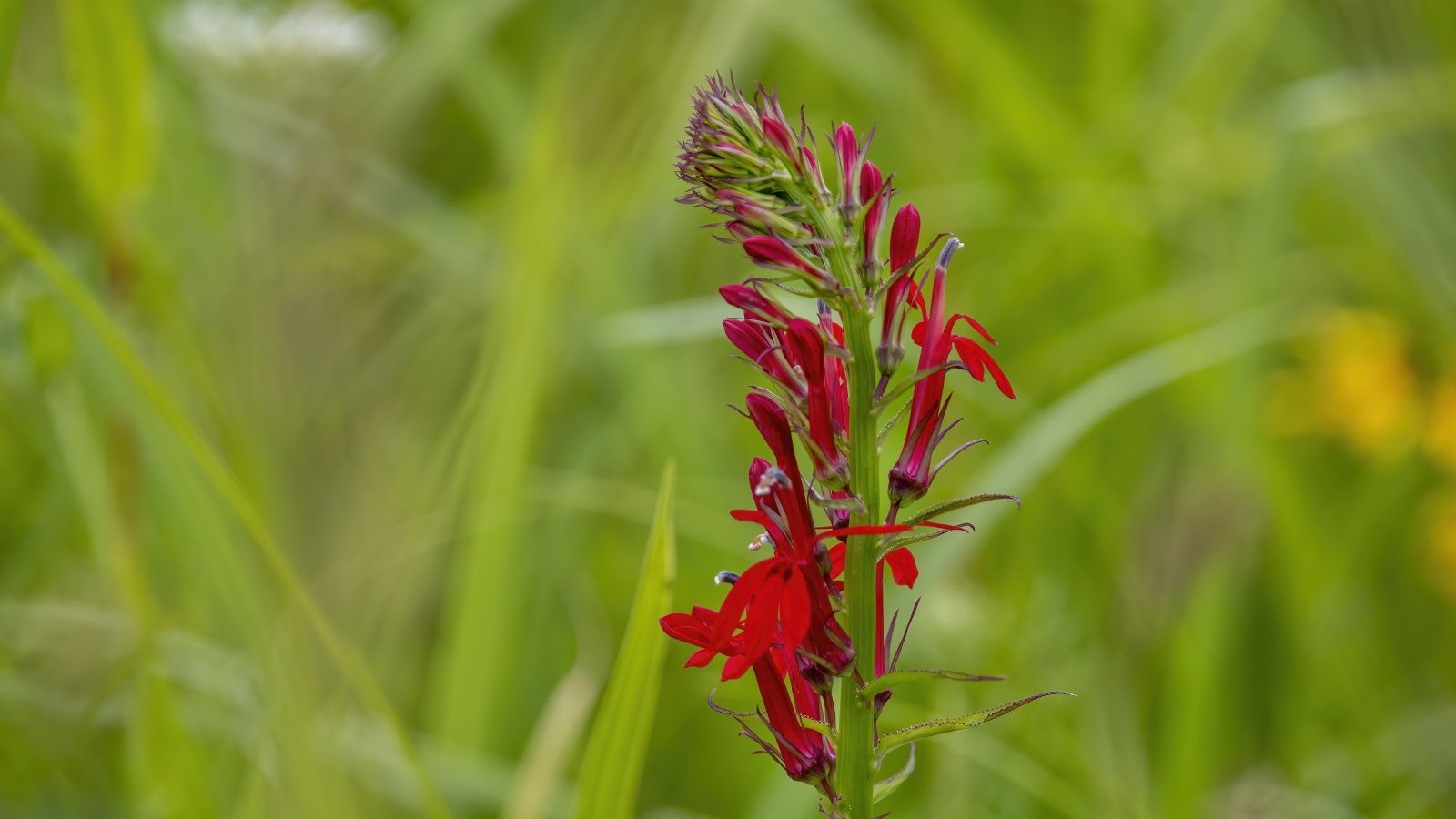 How to grow cardinal flowers: a native perennial plant | Homes and Gardens