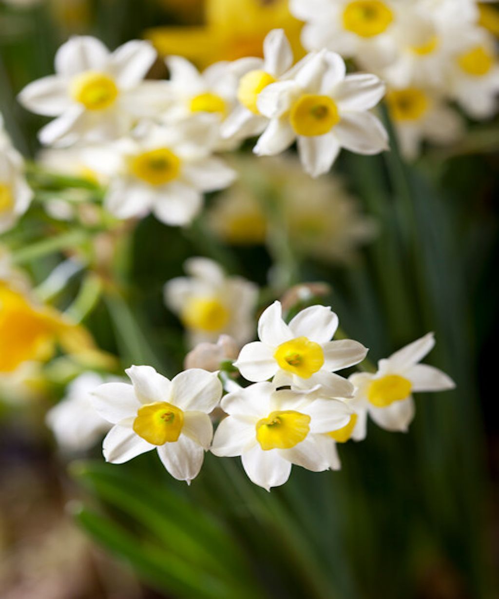 Narcissus for every yard: Different flower types explained | Homes and ...