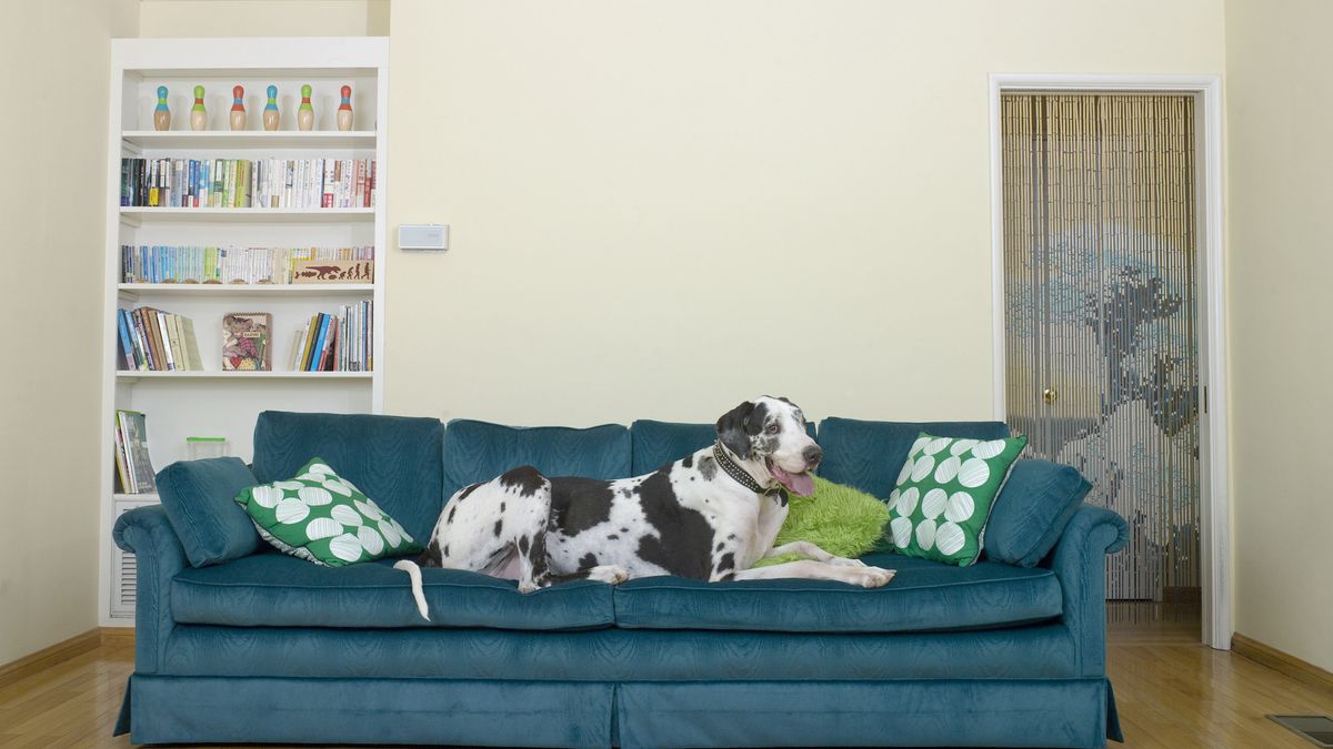 32 dog breeds that are all about taking it easy. | PetsRadar