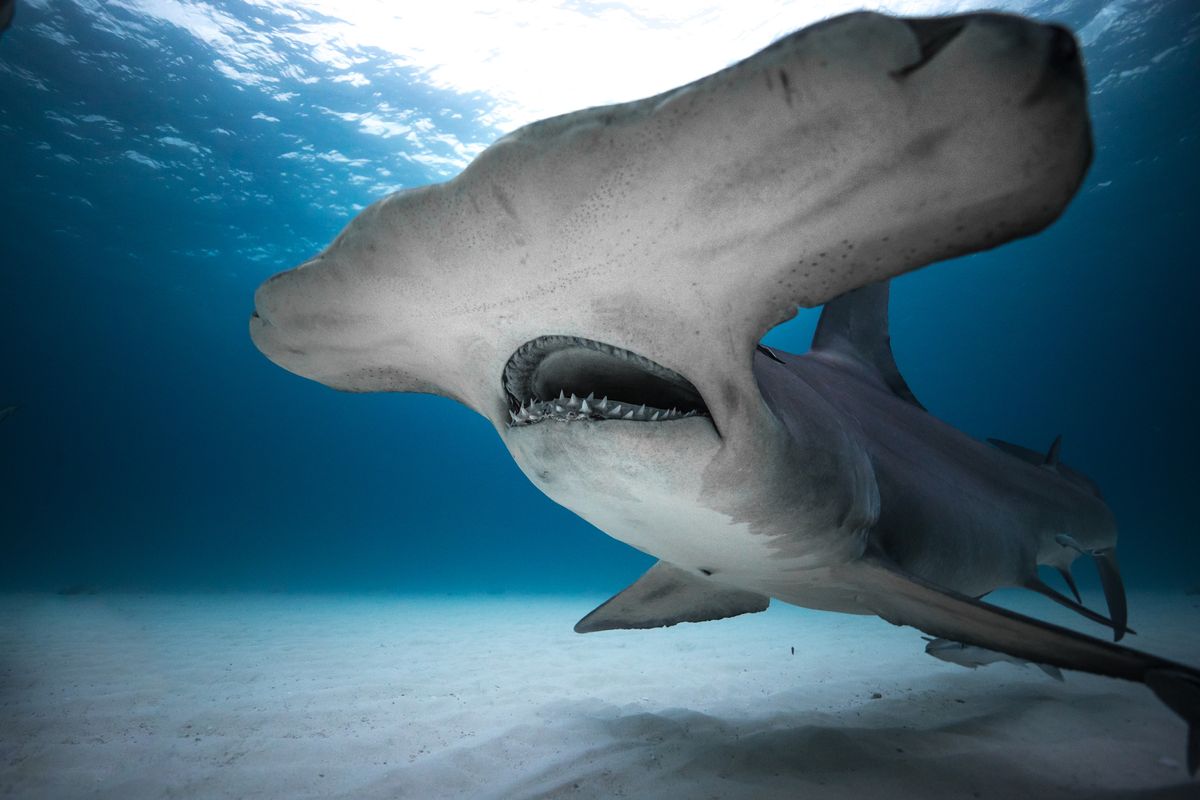Discovery Gives Shark Week TV’s Biggest Promo Push | Next TV