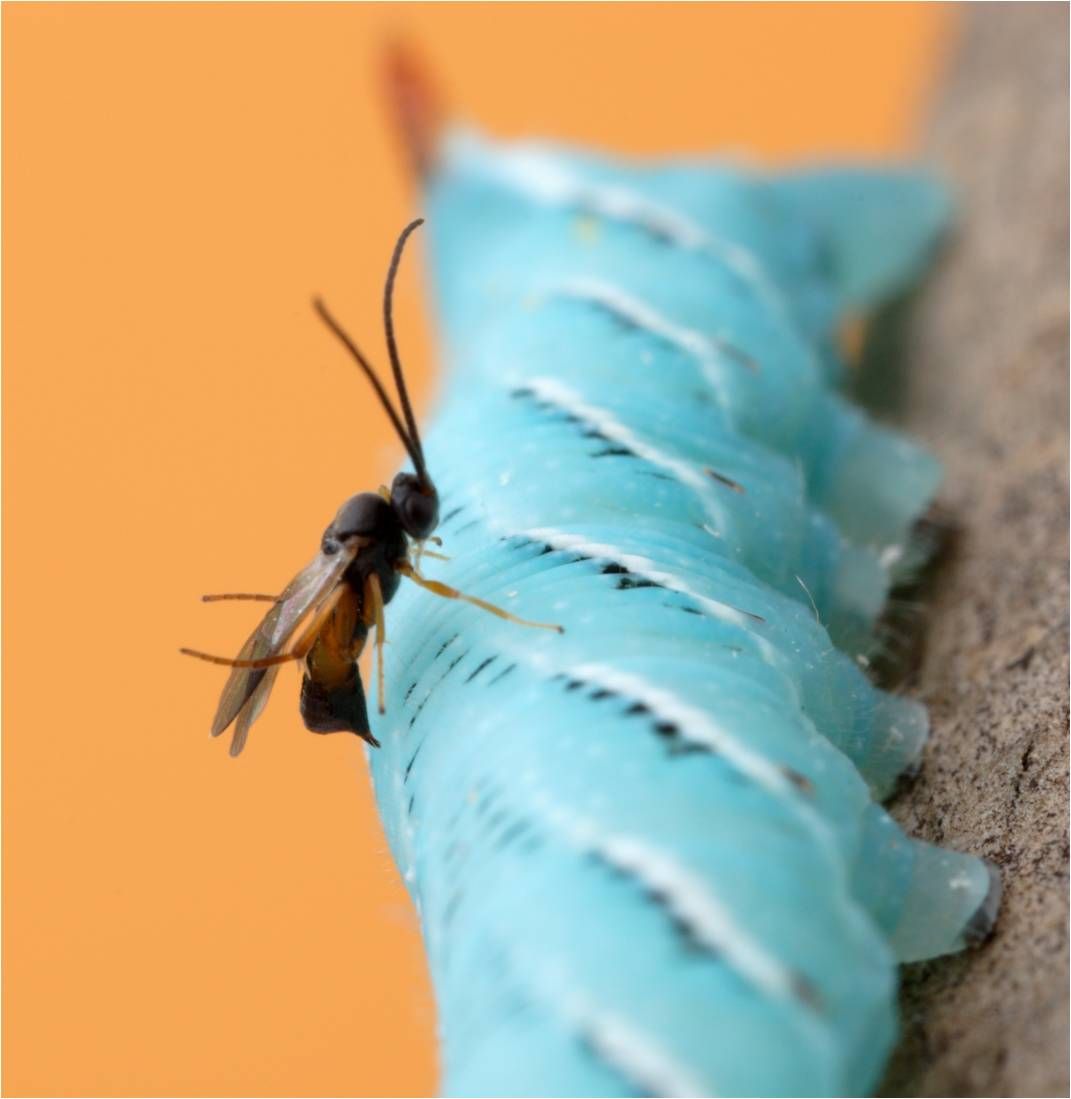 Oldest Viruses Infected Insects 300 Million Years Ago | Live Science