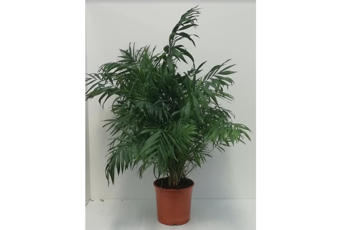 Morrisons launches house plant range – and it starts from just £10 ...