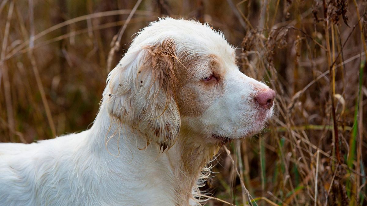 Clumber Spaniel: Breed profile and information | PetsRadar