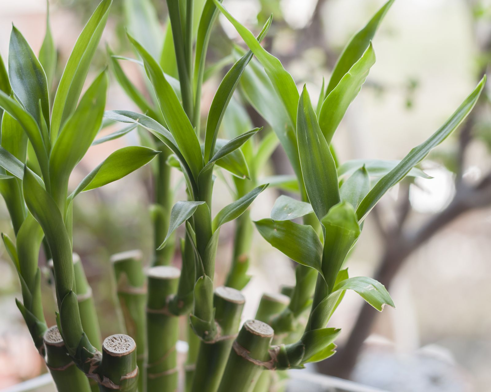 Dracaena propagation tips: how to get more dragon plants | Gardeningetc