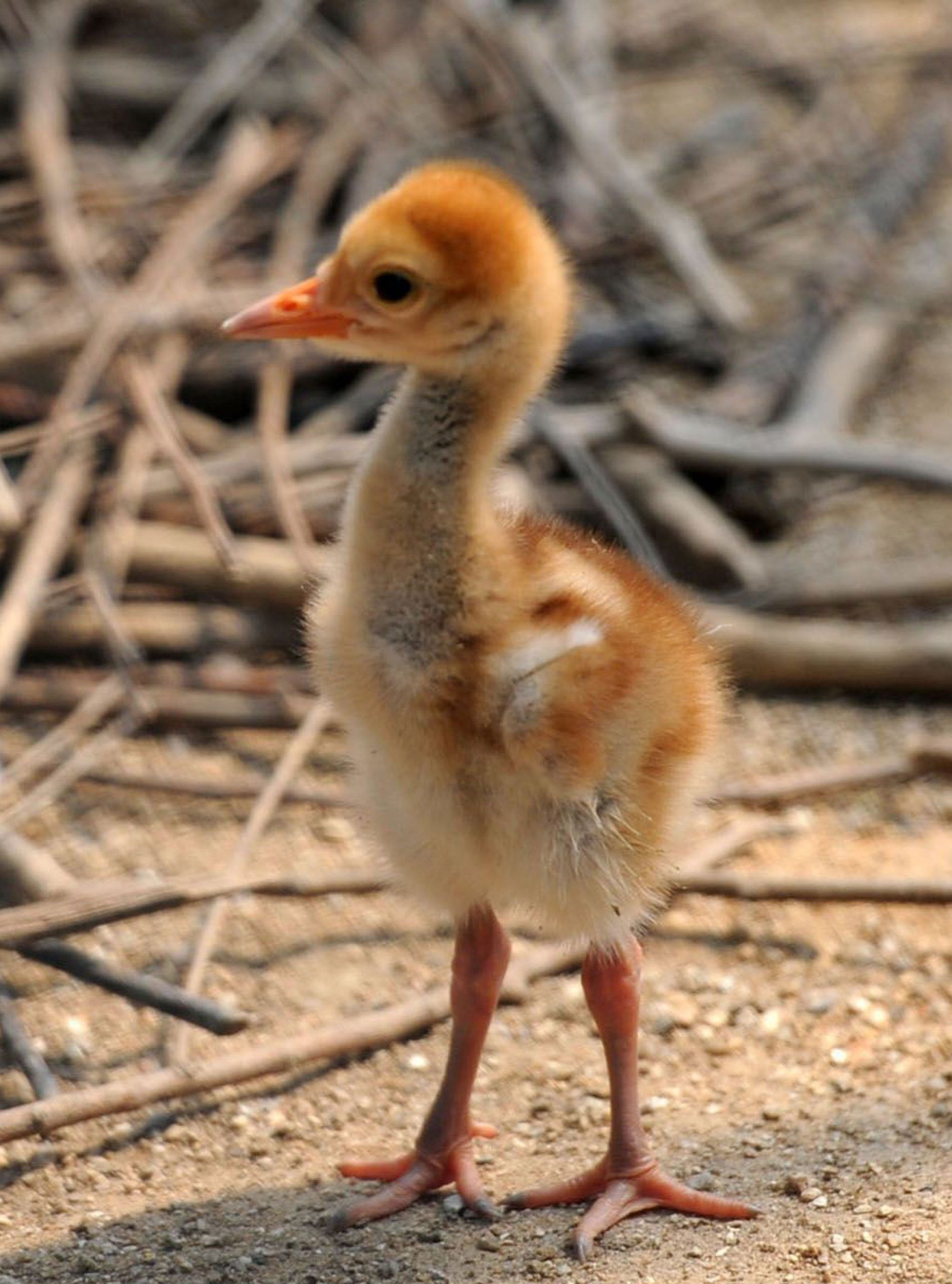 Spring Baby Animals | Woman & Home