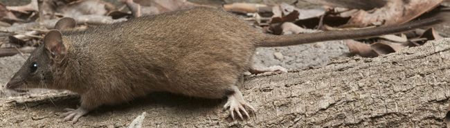 Antechinus Photos: New Marsupials Die for Sex | Live Science