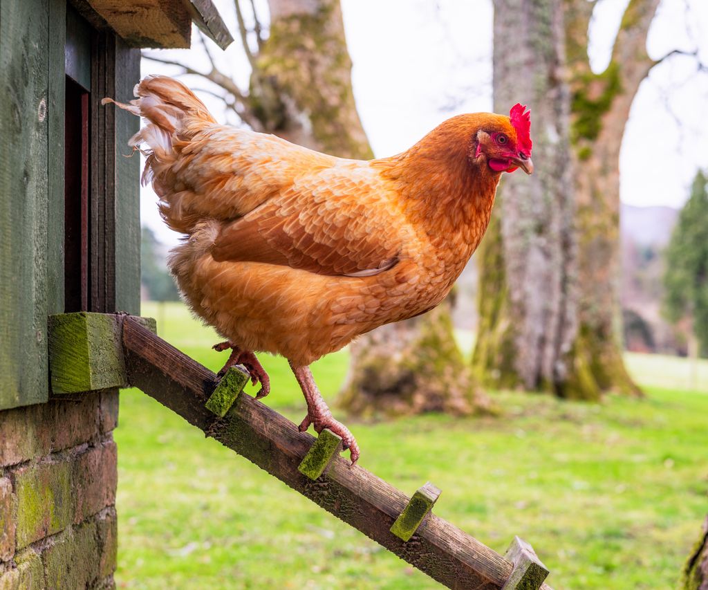 Keeping chickens: a guide to keeping hens in your backyard | Homes and ...