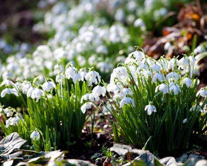 How to plant snowdrops | Homes and Gardens