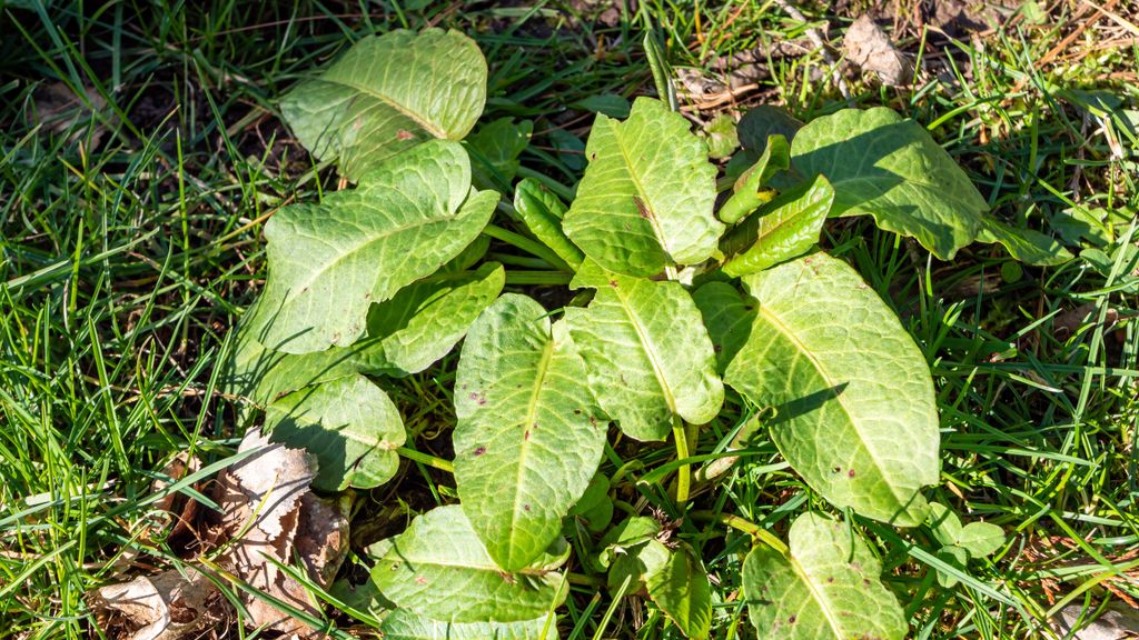 Mythbusting: do dock leaves really relieve nettle stings? | Advnture