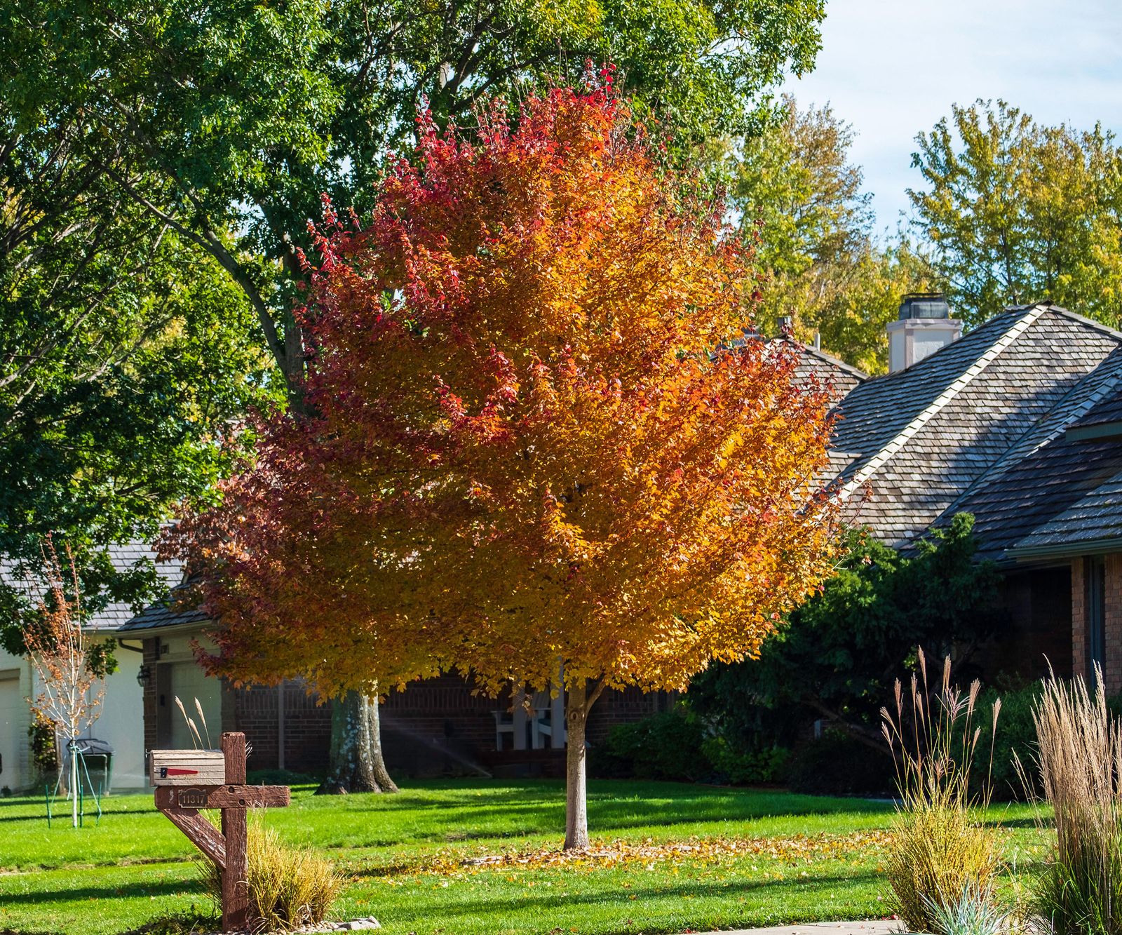 Best trees for sandy soil – tree experts recommend 10 varieties | Homes ...