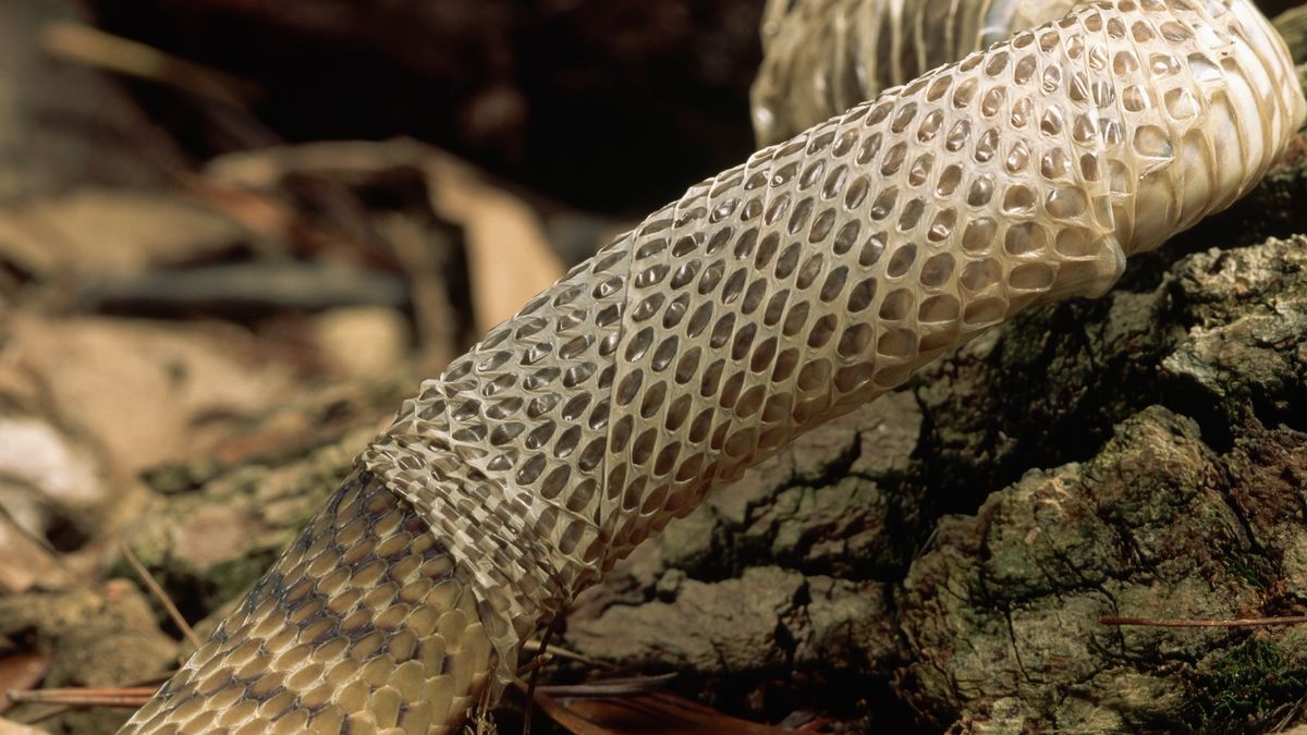 Why do snakes shed their skin? | Live Science