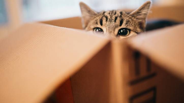 How To Get A Scared Cat To The Vet PetsRadar how-to-get-a-scared-cat-to-the-vet-petsradar