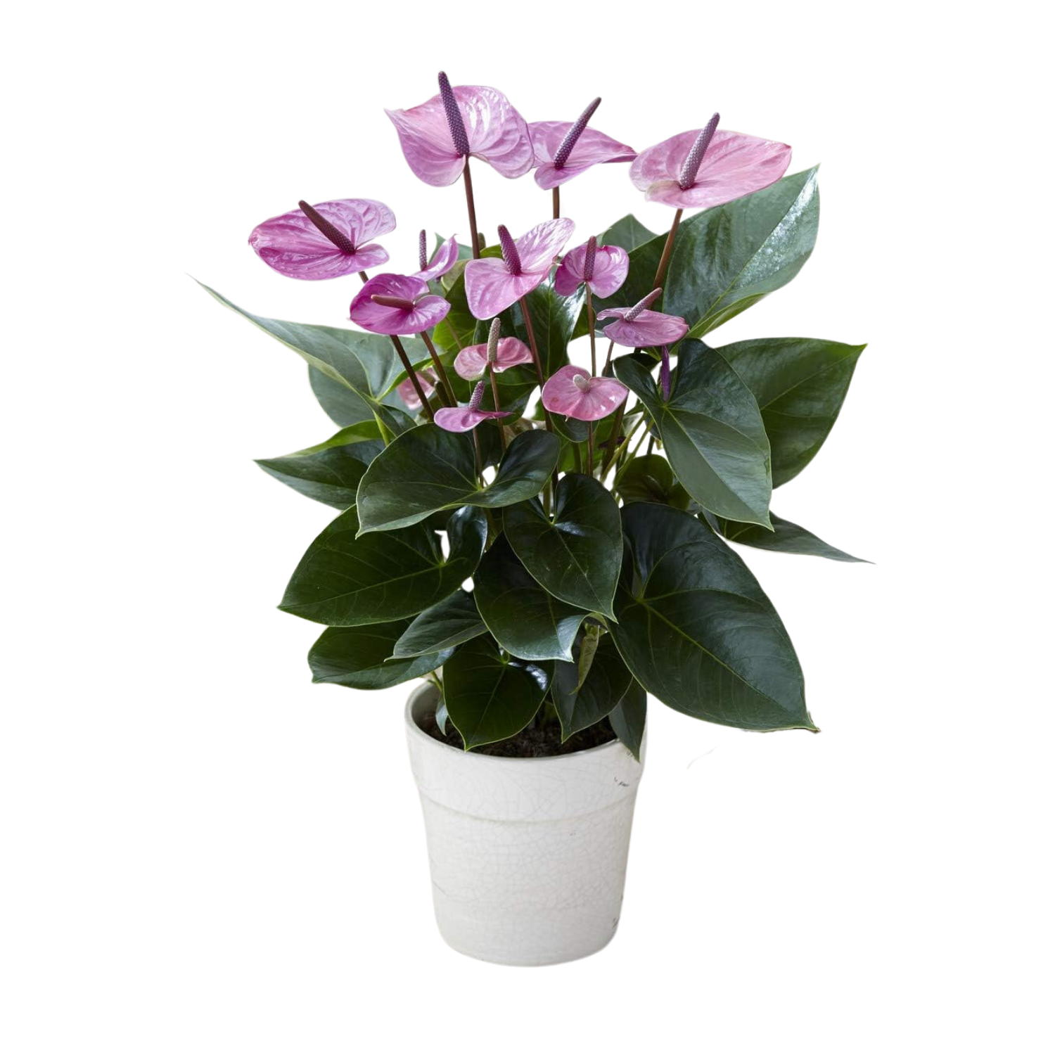 Types of Anthuriums — 5 Stylish Picks to Bring Home | Livingetc