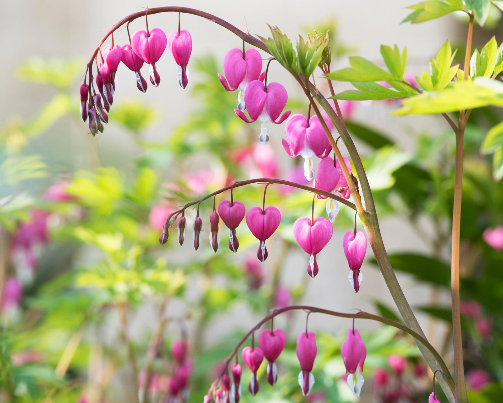 Bleeding hearts: how to grow and care for dicentra | Gardeningetc