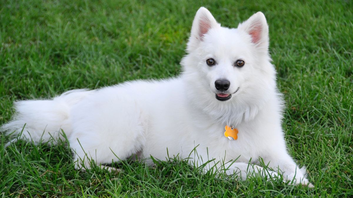 32 best dog breeds for cold climates | PetsRadar
