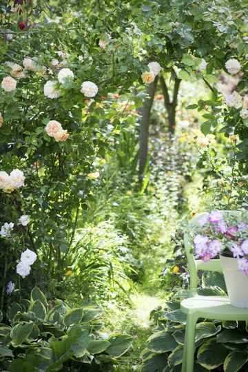 Roses care and growing guide: expert tips for these blooms | Gardeningetc