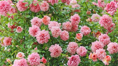 7 Climbing Roses That Bloom All Summer – For Lasting Beauty | Gardening ...