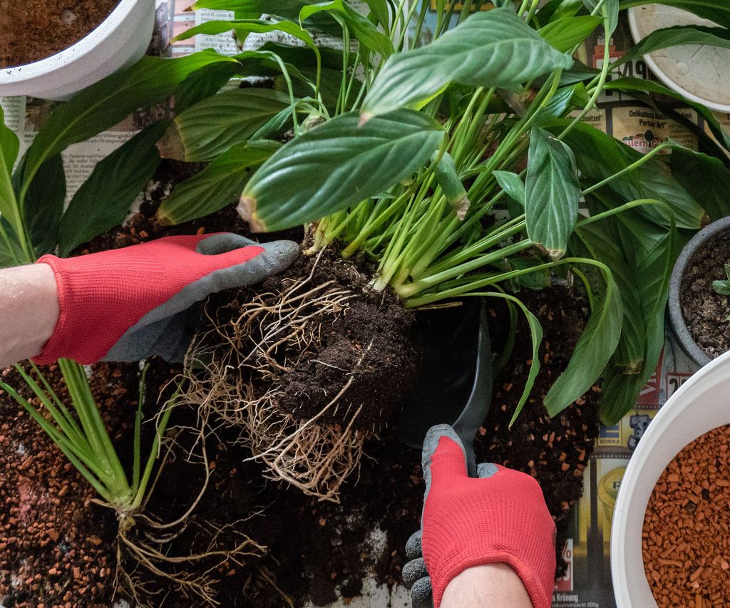 How to propagate a peace lily: 5 easy steps to follow | Homes and Gardens