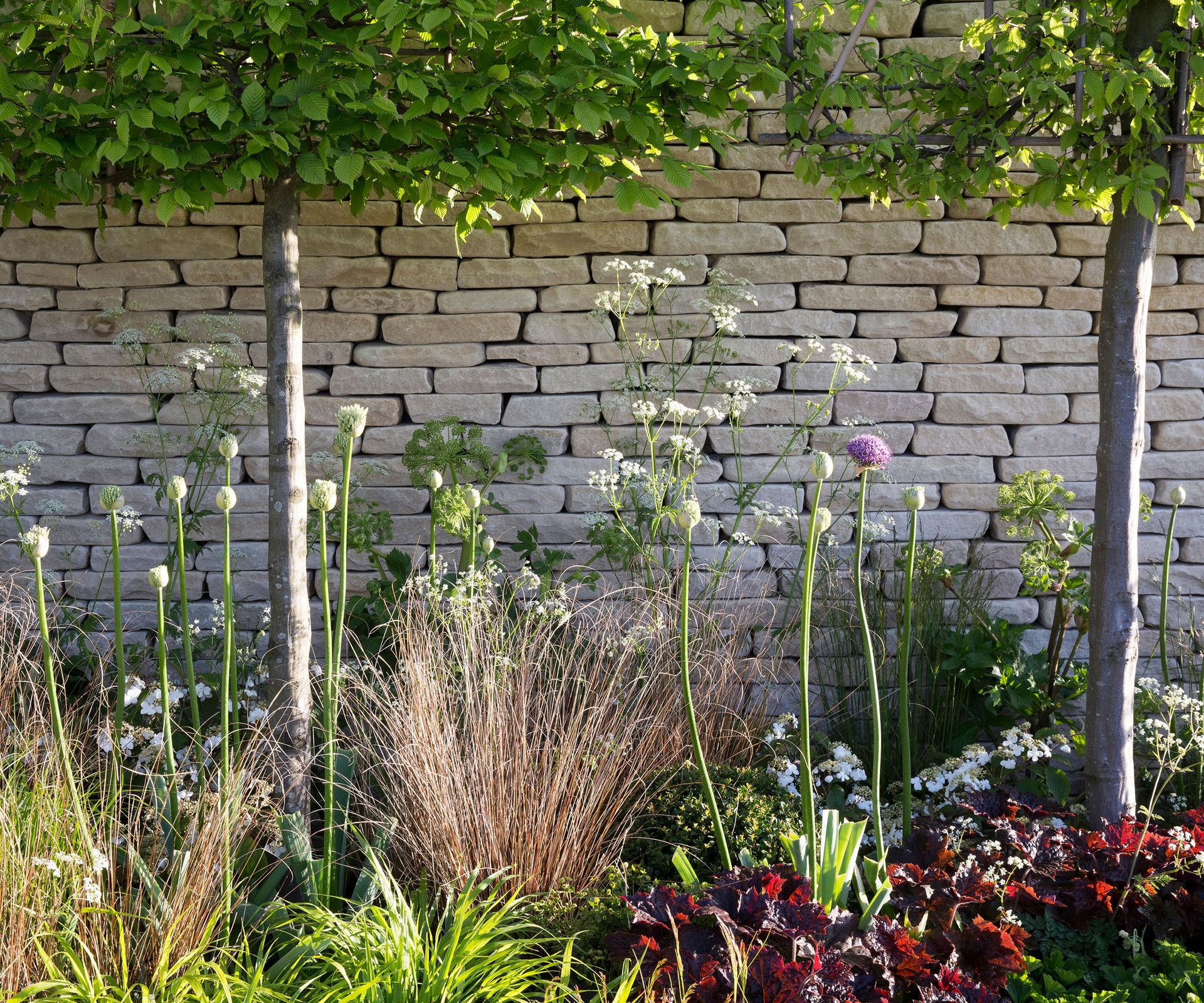 Best plants for privacy: 10 effective screening options | Homes and Gardens