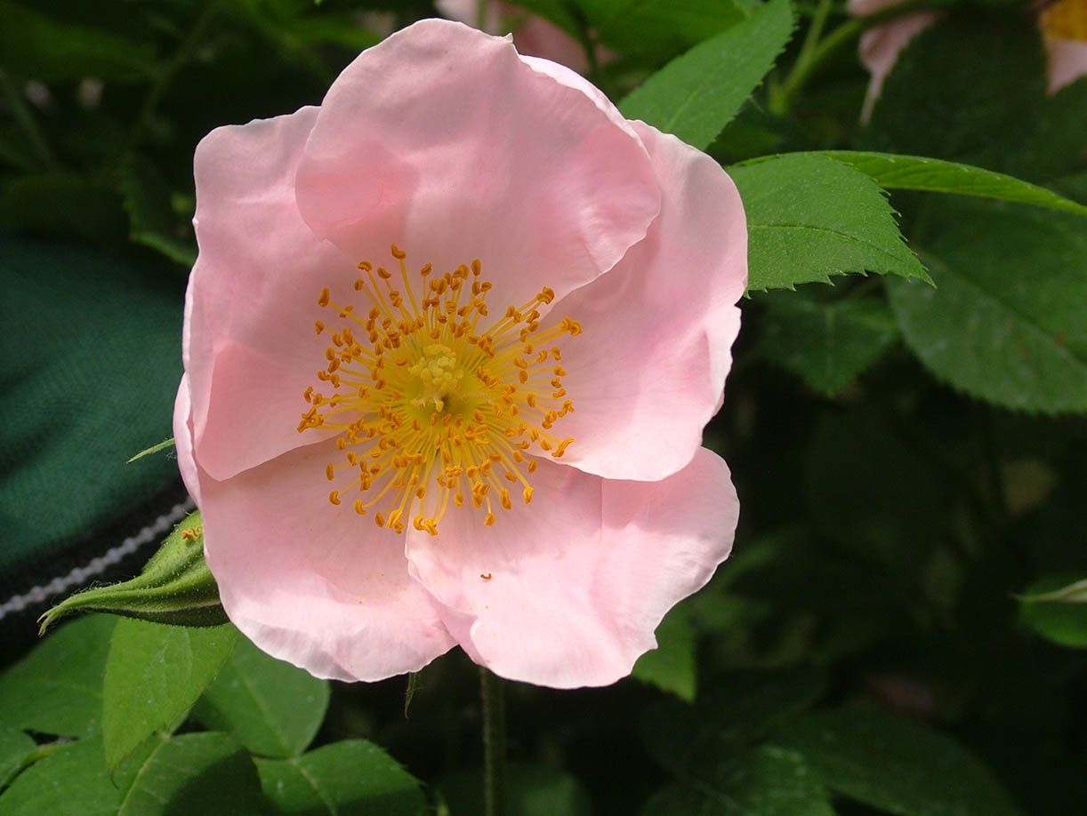 How some of the finest 'English' rose gardens are in the hills of Lazio ...
