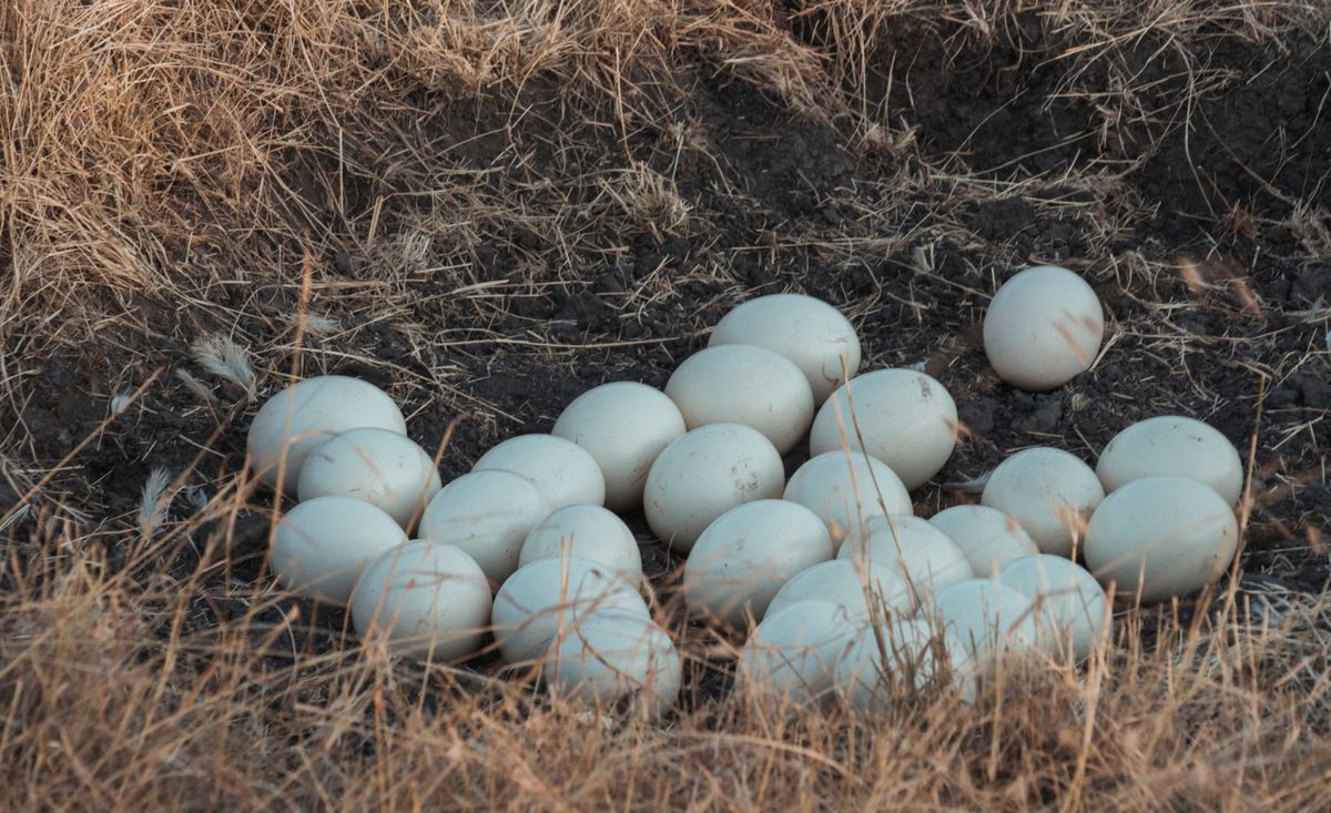 Do ostriches really bury their heads in the sand? | Live Science