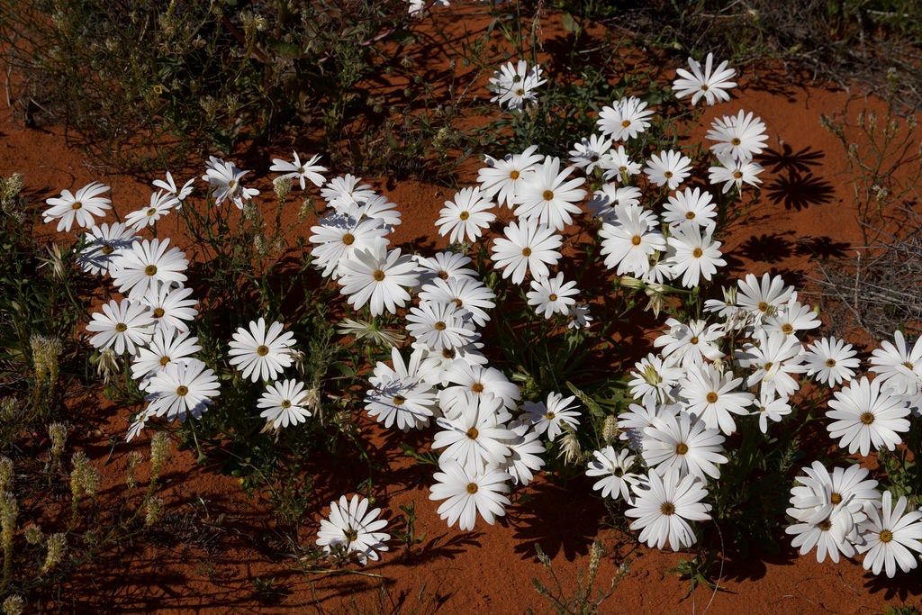 Dimorphotheca Plant Info – Learn About Growing Dimorphotheca Plants ...