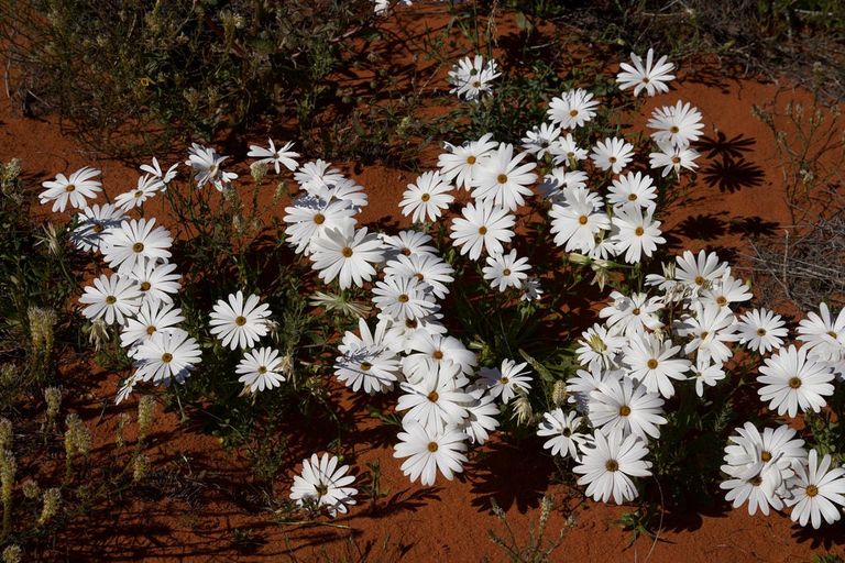 Dimorphotheca Plant Info – Learn About Growing Dimorphotheca Plants ...