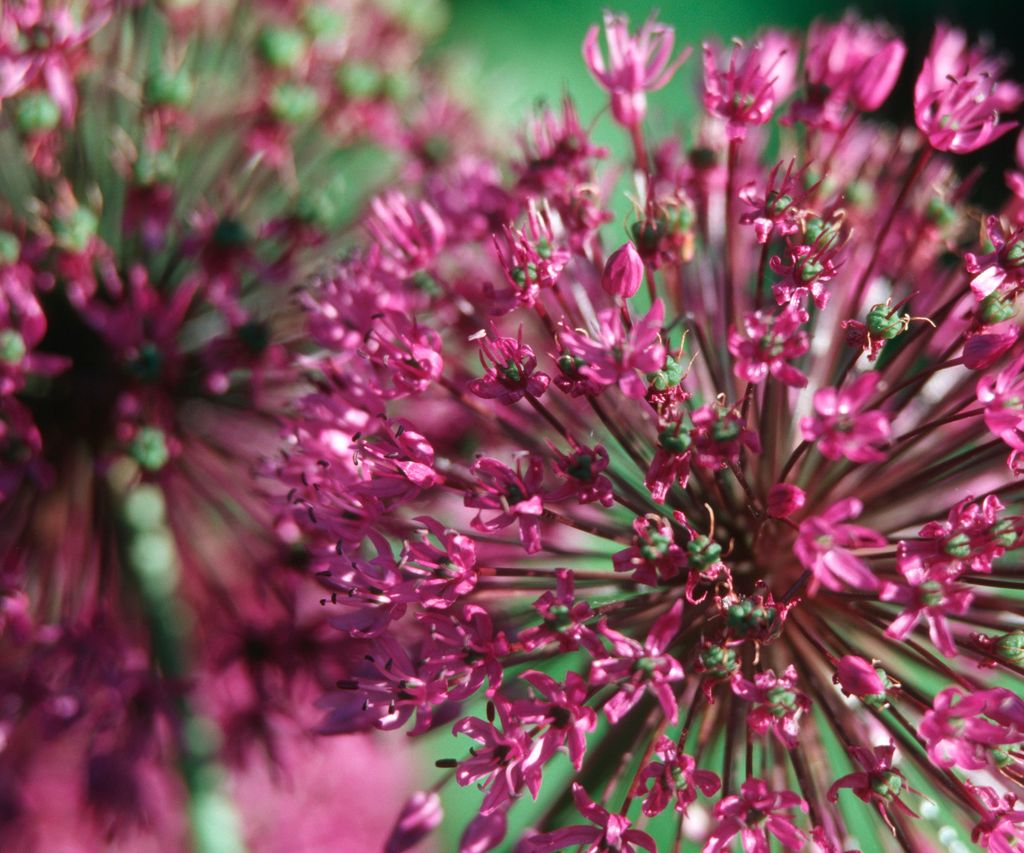10 best varieties of allium bulbs to plant now | Homes and Gardens