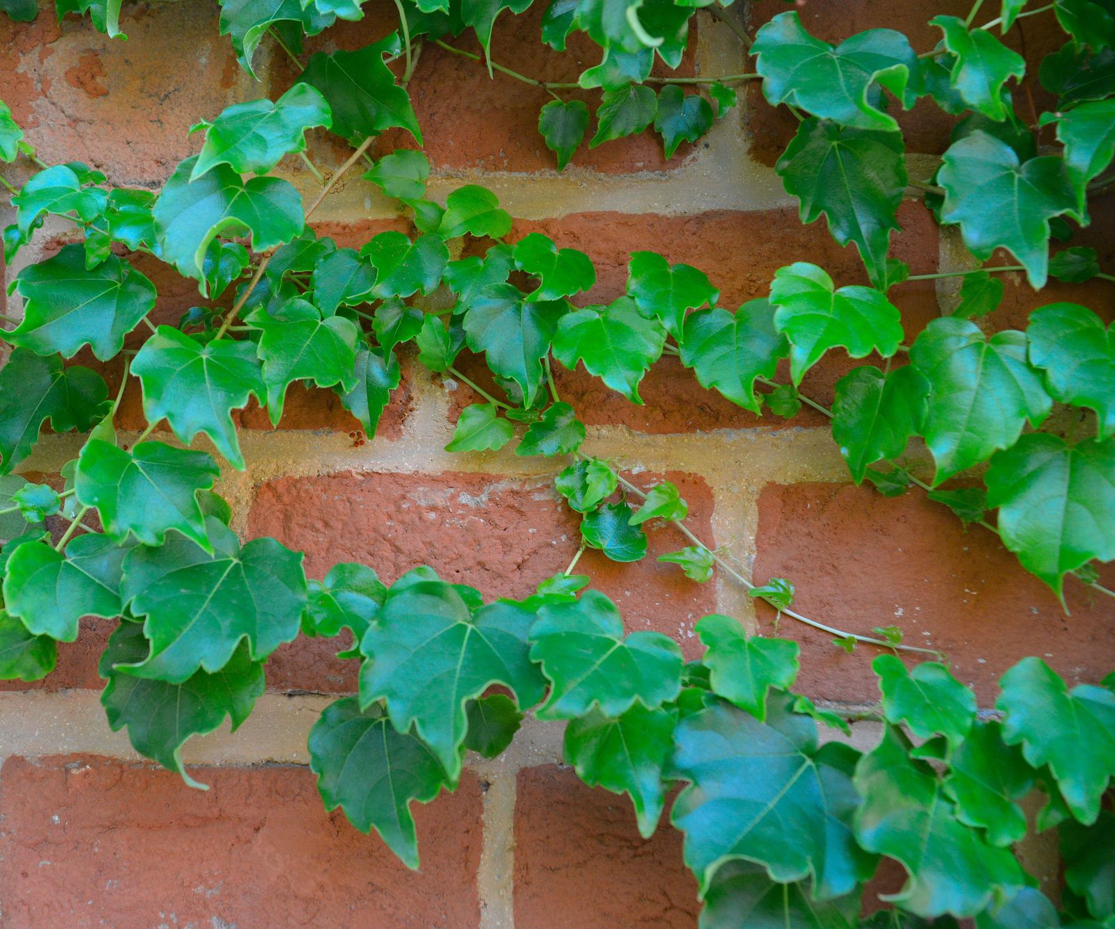 Can you prune your neighbor's ivy? Legal experts advise | Homes and Gardens