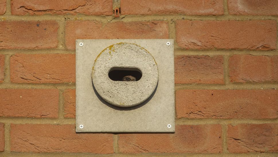 Swift bricks now mandatory for new homes in Scotland | Homebuilding