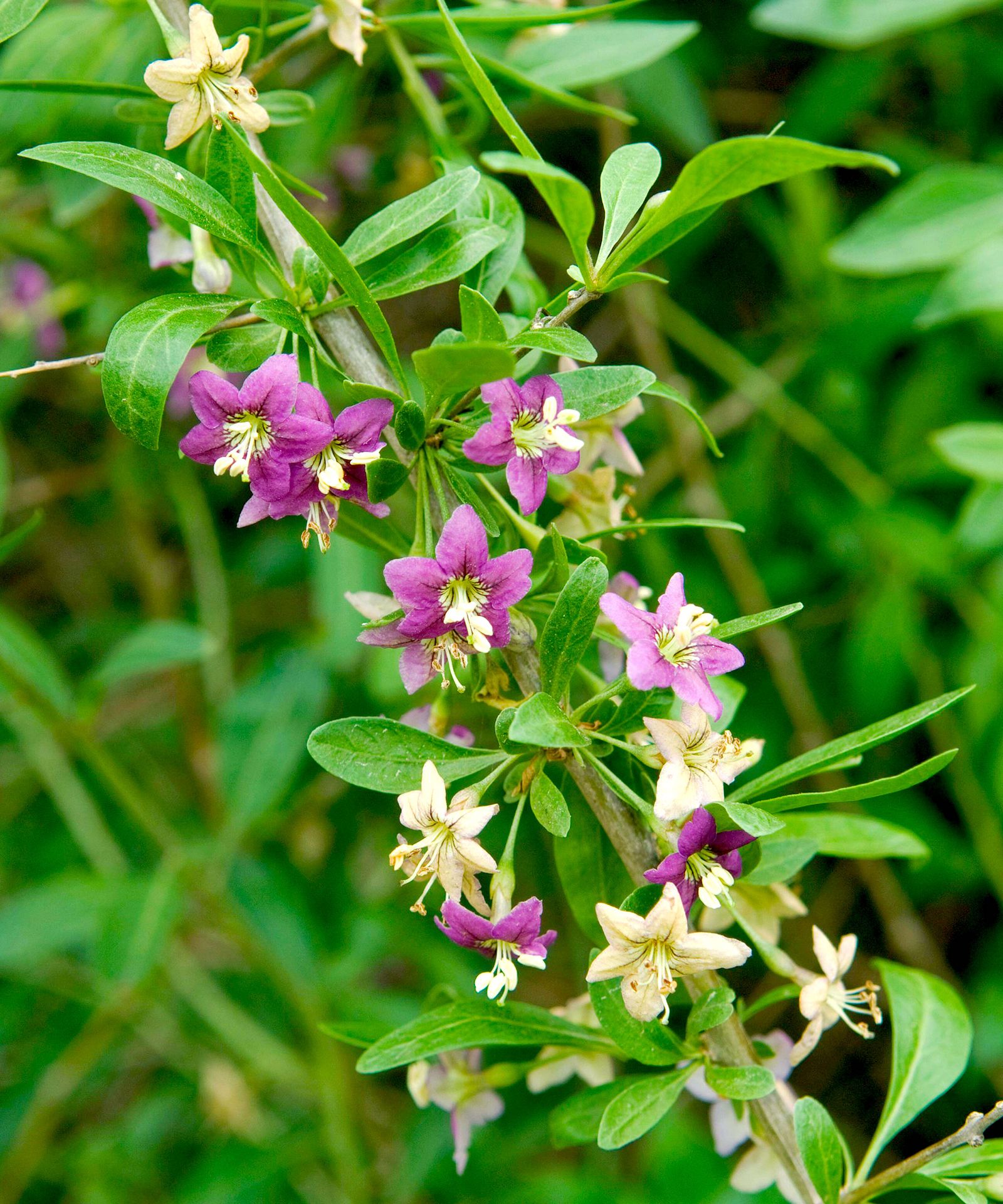 How to grow goji berries – the easygoing oriental superfruit | Homes ...