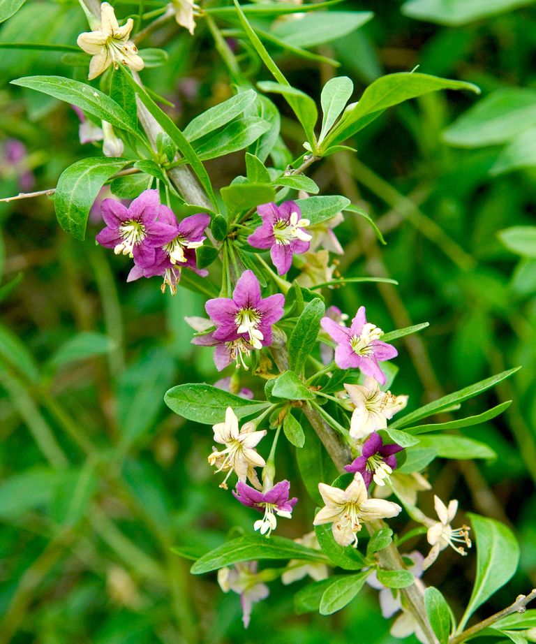 How to grow goji berries – the easygoing oriental superfruit | Homes ...
