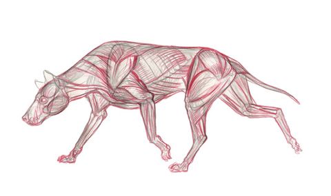 Draw groups of muscles in 5 steps | Creative Bloq