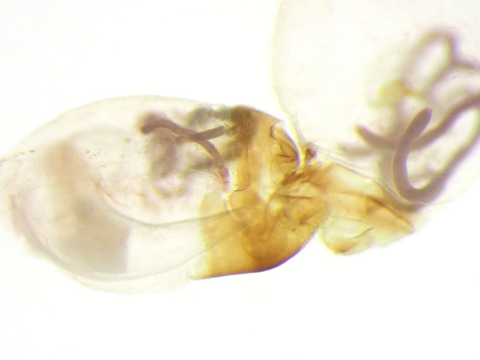 In Photos: Cave Insects With Sex-Reversed Genitals | Live Science