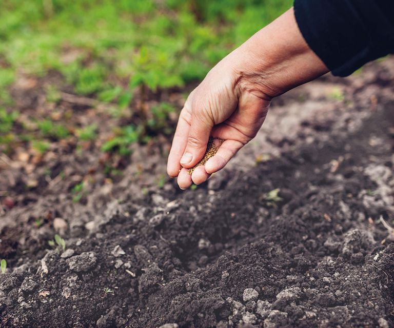 How to sow seeds outdoors: tips from an experienced gardener | Homes ...